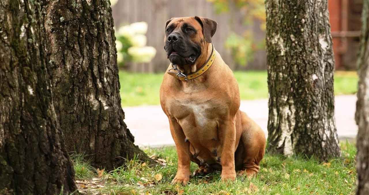 About - Boerboel Dogs in Rwanda